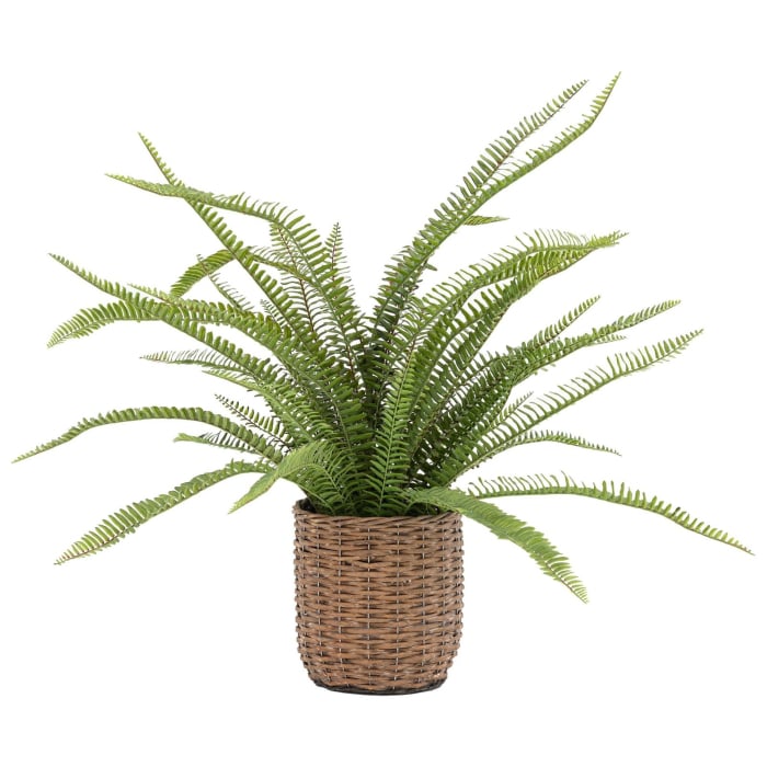 Potted Fern Plant Large | Pavilion Broadway